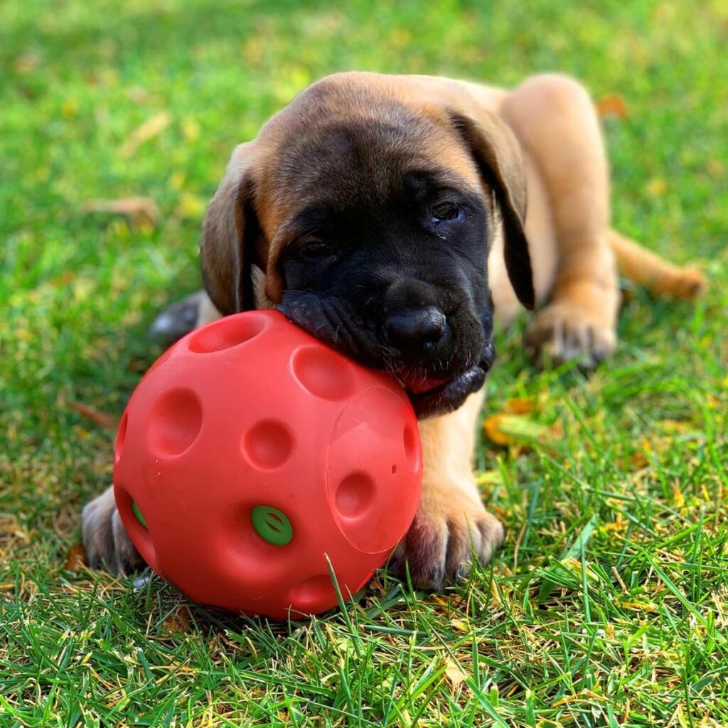 Pawise Giggle Ball Para Perro - Fauna Salud