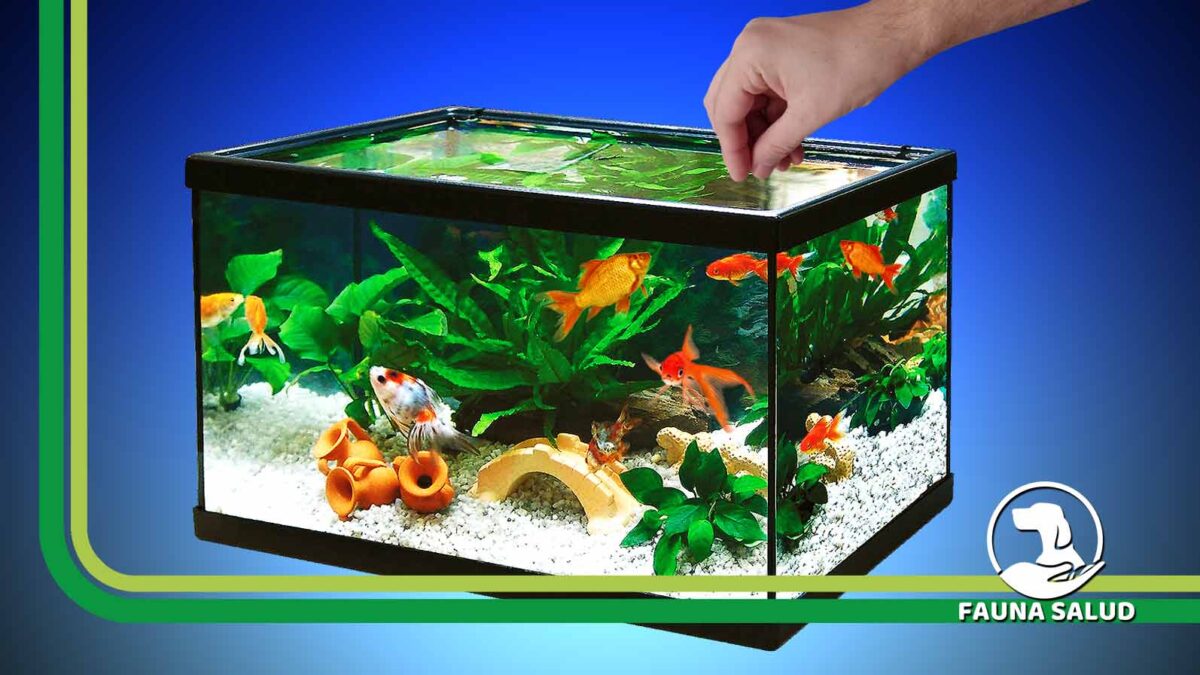 Cuando Y Como Debemos Alimentar Nuestros Peces Fauna Salud
