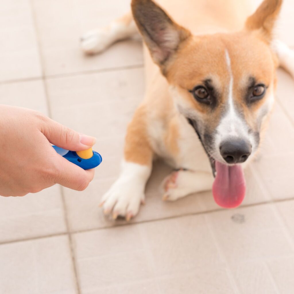 Clicker De Entrenamiento Educador Para Perros - Fauna Salud