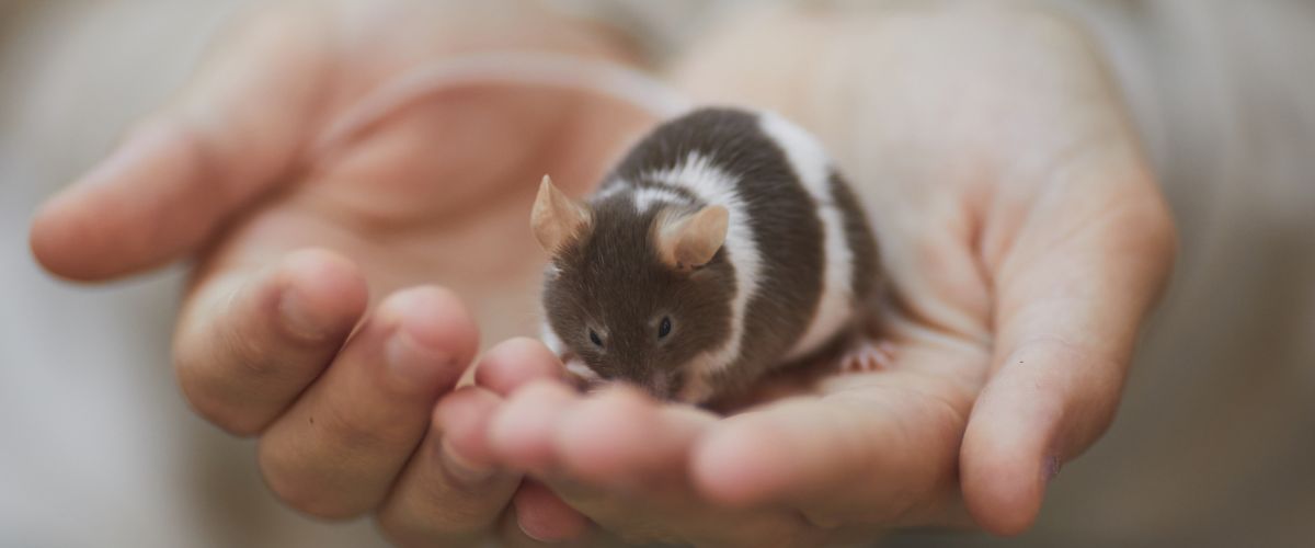 Cómo elegir el mejor roedor como tu próxima mascota - Fauna Salud