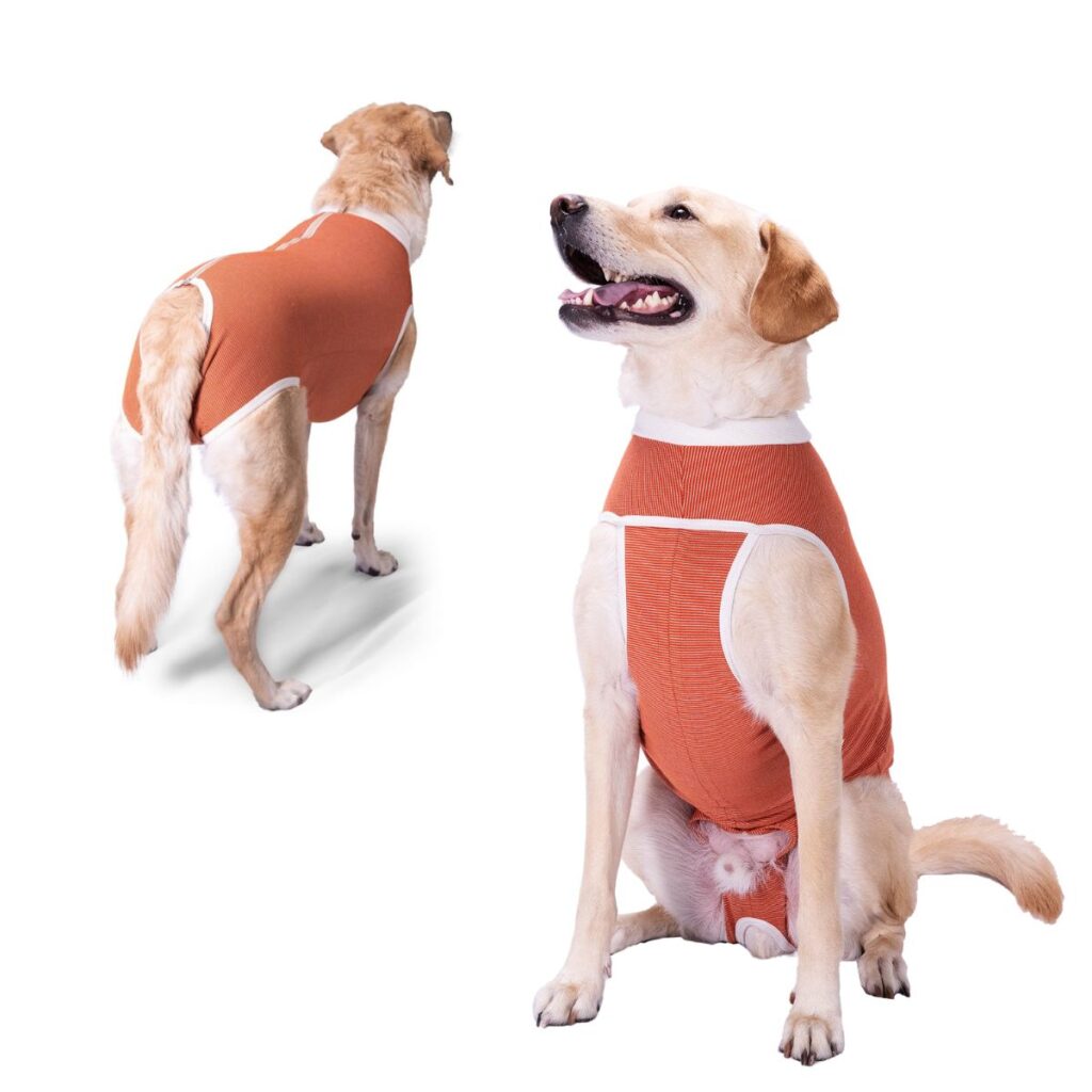 Body Cobre: La Mejor Protección Post Operatoria para tu Mascota - Fauna ...